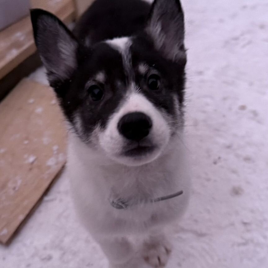 Щенок в добрые руки