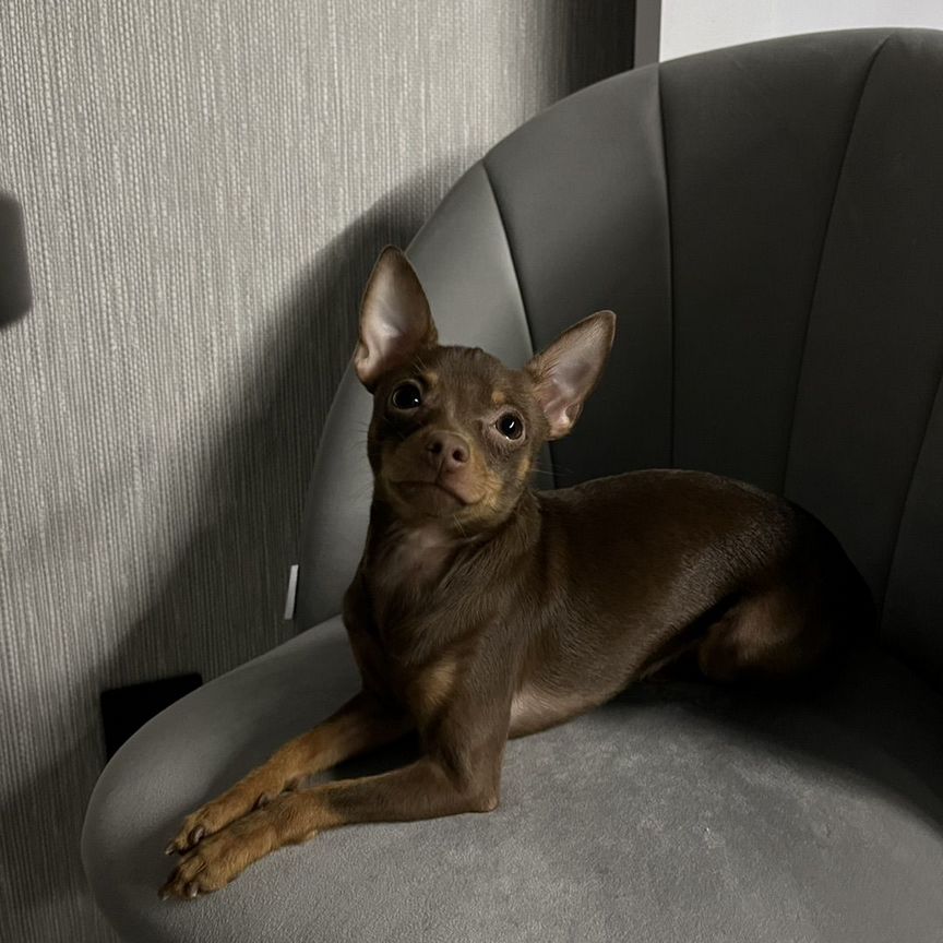 Вязка кобель той-терьер