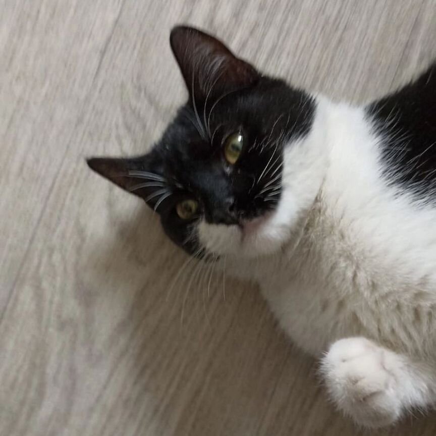 Кошка ищет дом, бесплатно