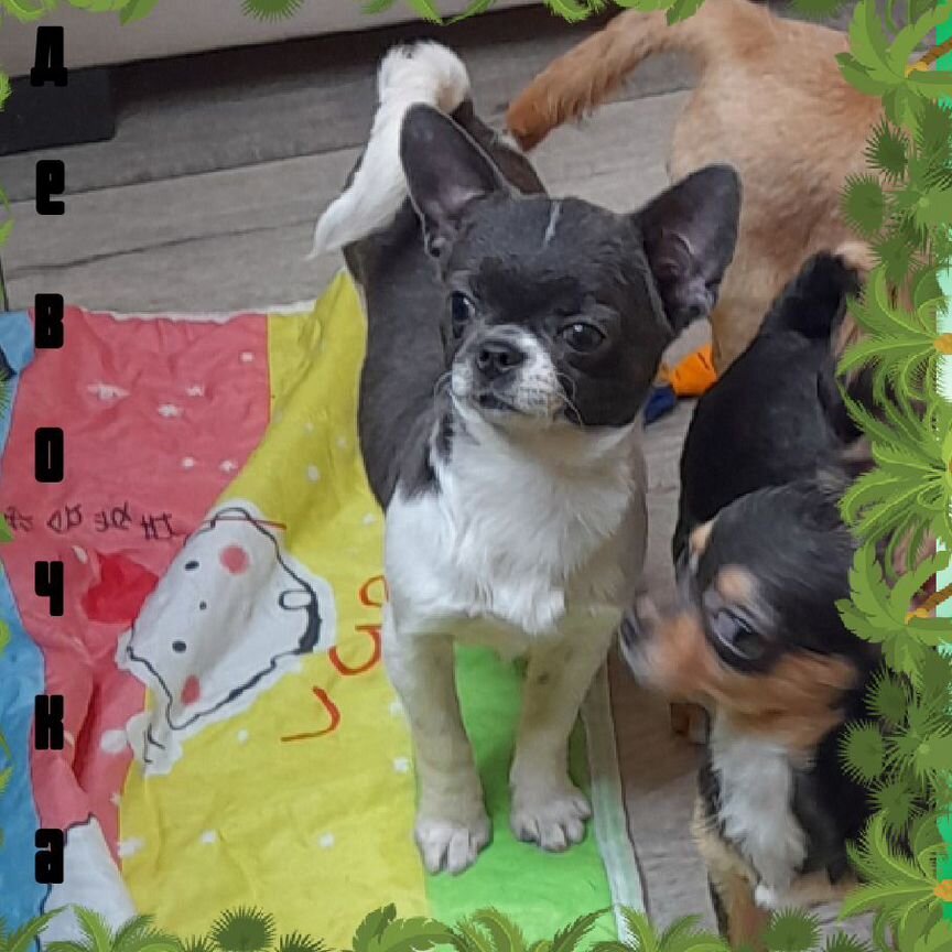 Чихуахуа, щенок