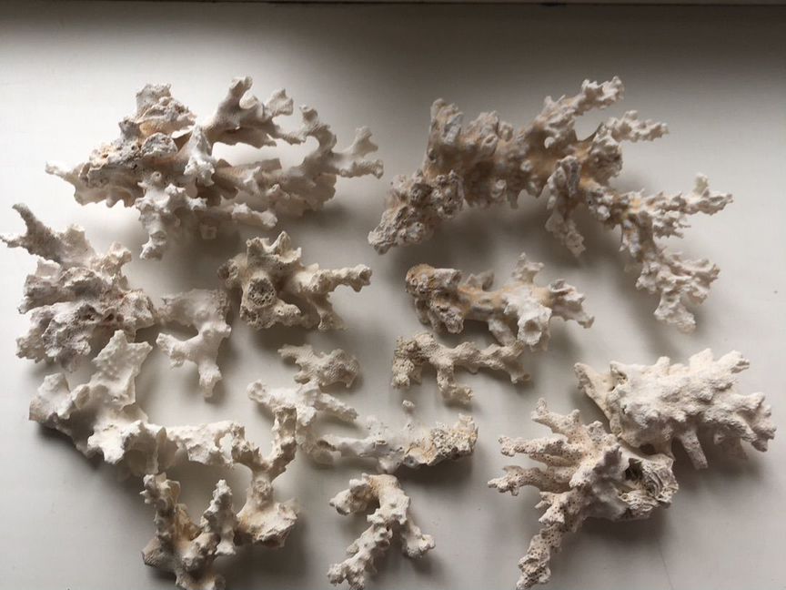 Морские кораллы натуральные