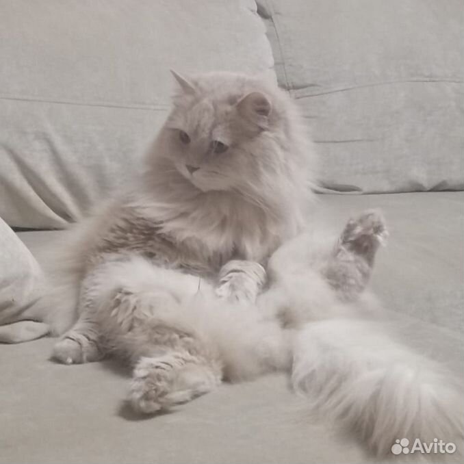 Кот Прохор ищет хозяина