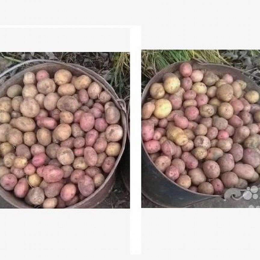 Отдам мелкий картофель