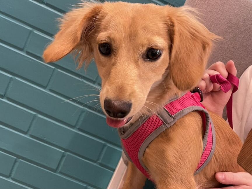 Собака в добрые руки