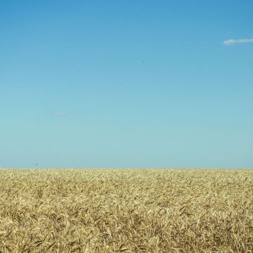 Зерно пшеница