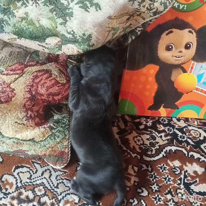 Немецкий дог