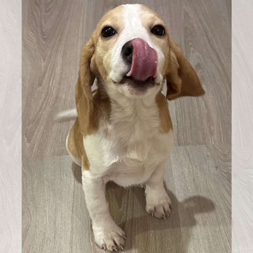 Бигль, щенок