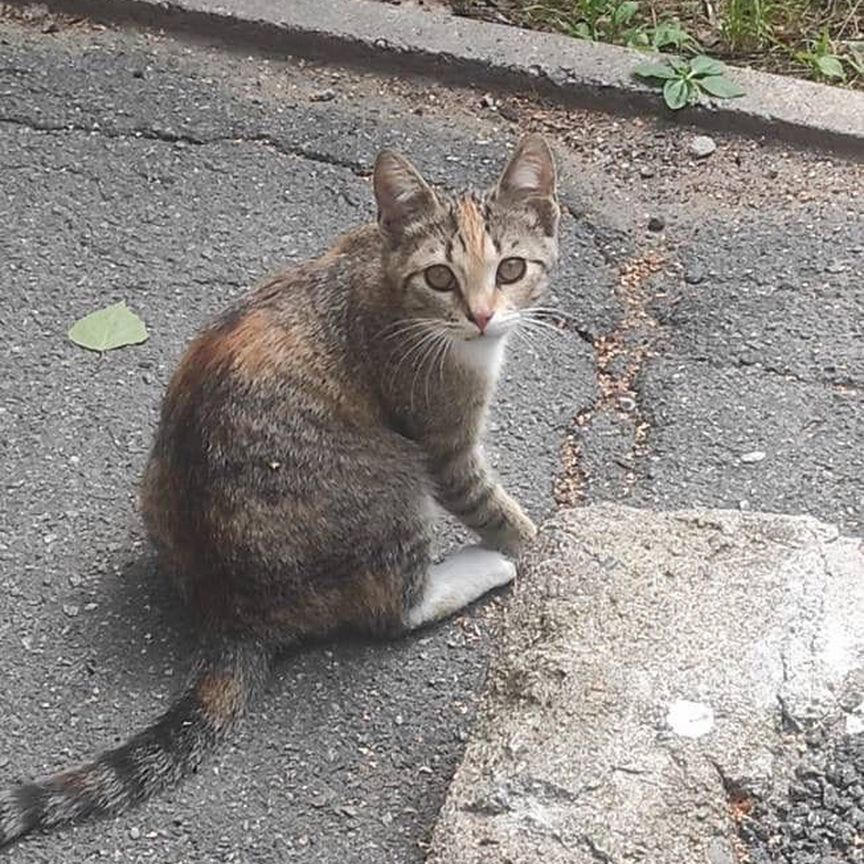 Бездомные коты ищут любящих хозяев