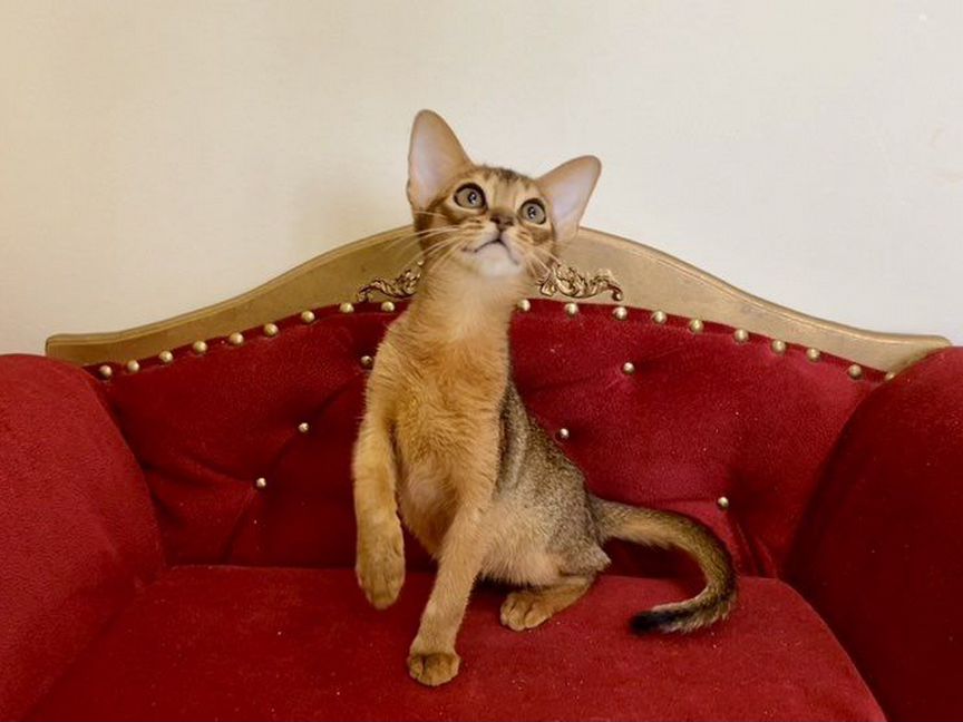 Абиссинская кошечка Марта