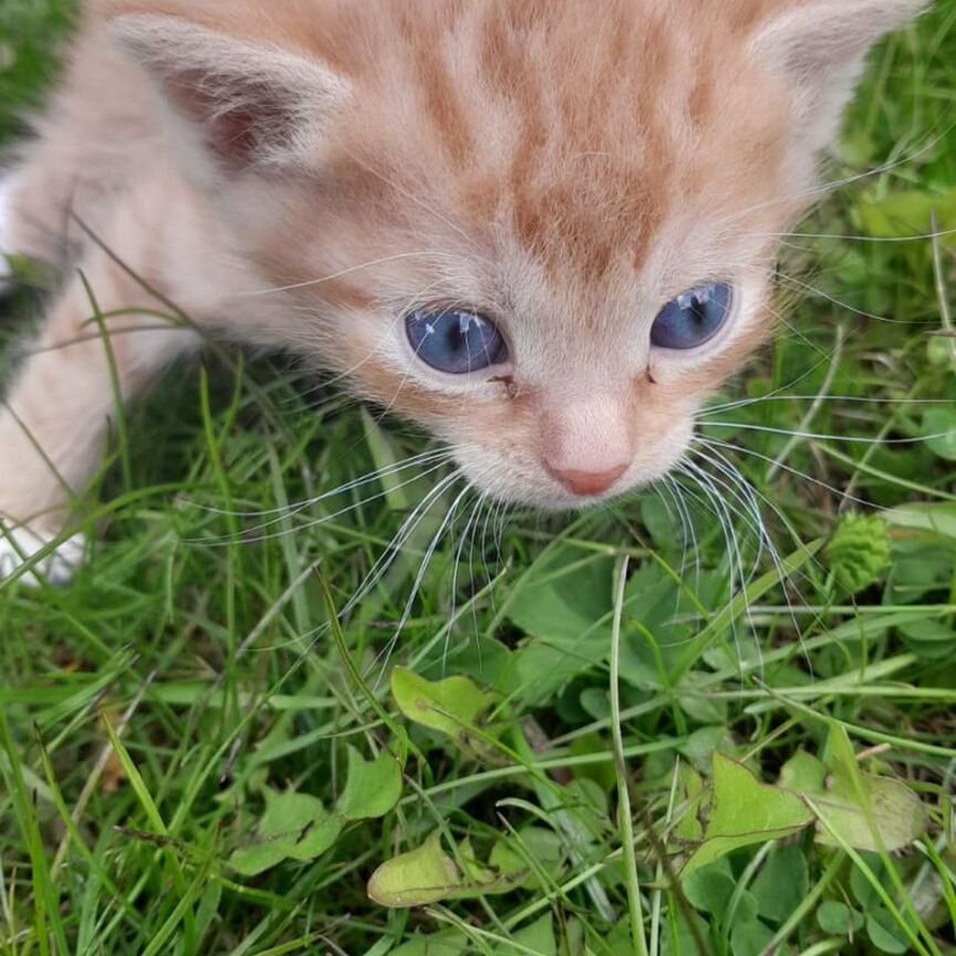 Котята в добрые руки