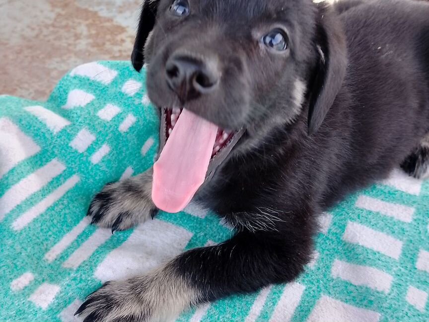 Щенки лабрадора метис