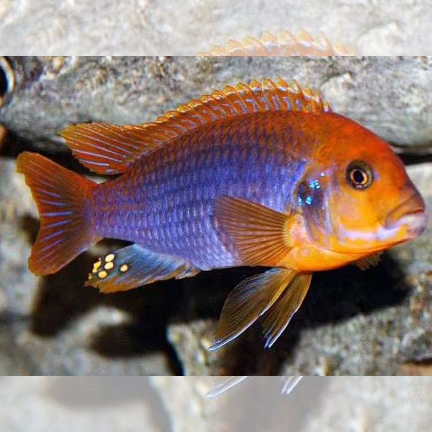 Лаванда Мбуна (Iodotropheus sprengerae)