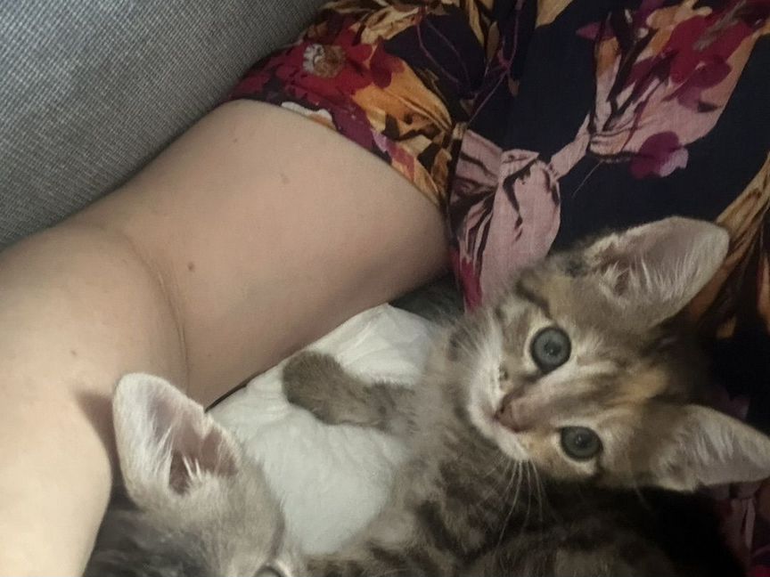 Котята в добрые руки