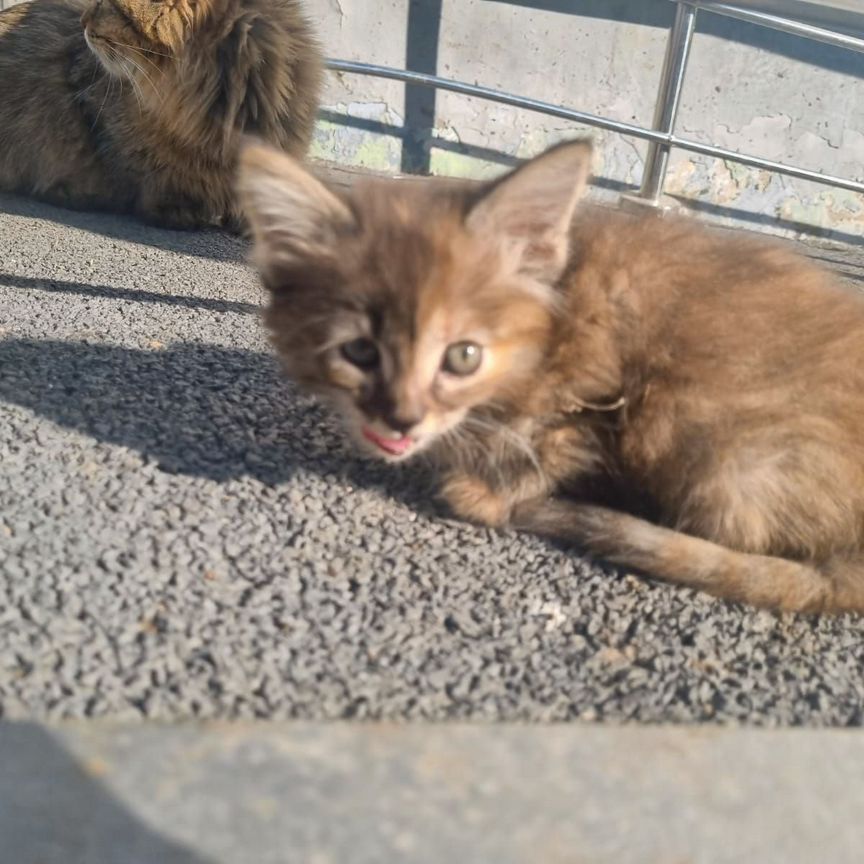 Бездомные котята