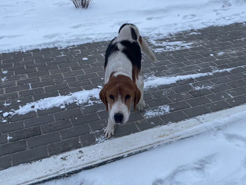 Найдена собака русская гончая