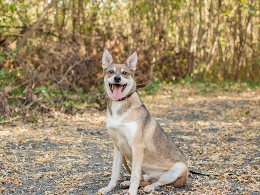 Обаятельный Тим в добрые руки