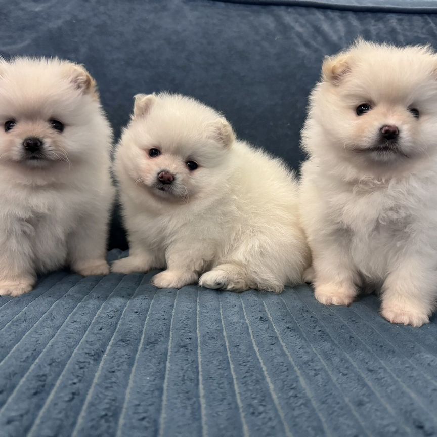 Померанский шпиц медвежьего типа