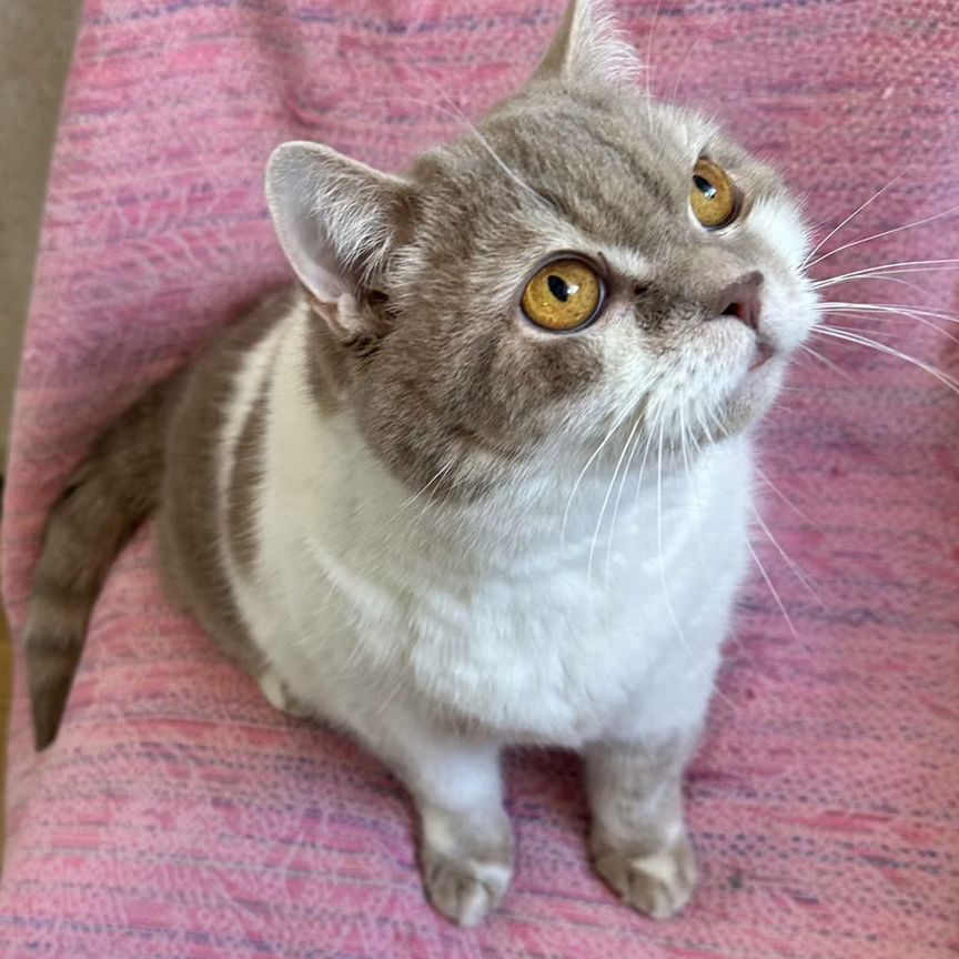 Шотландская прямоухая короткошёрстная, взрослая кошка