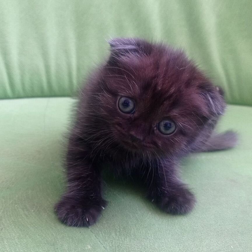 Шотландская вислоухая