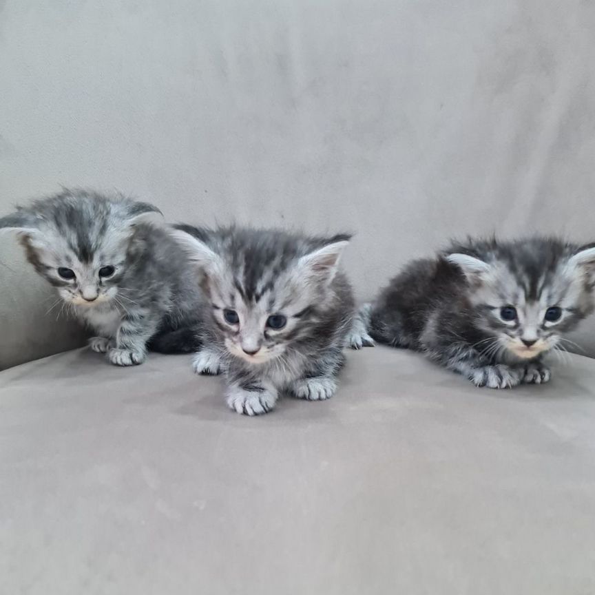 Котята мейн-кун