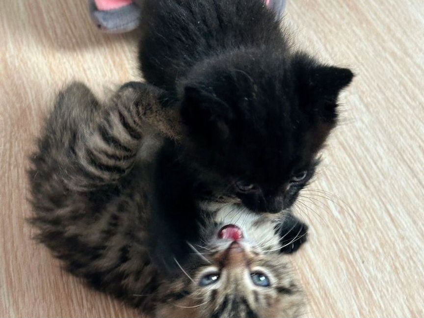 Котята дымчатые, рыжие, чёрные, чёрно-белые