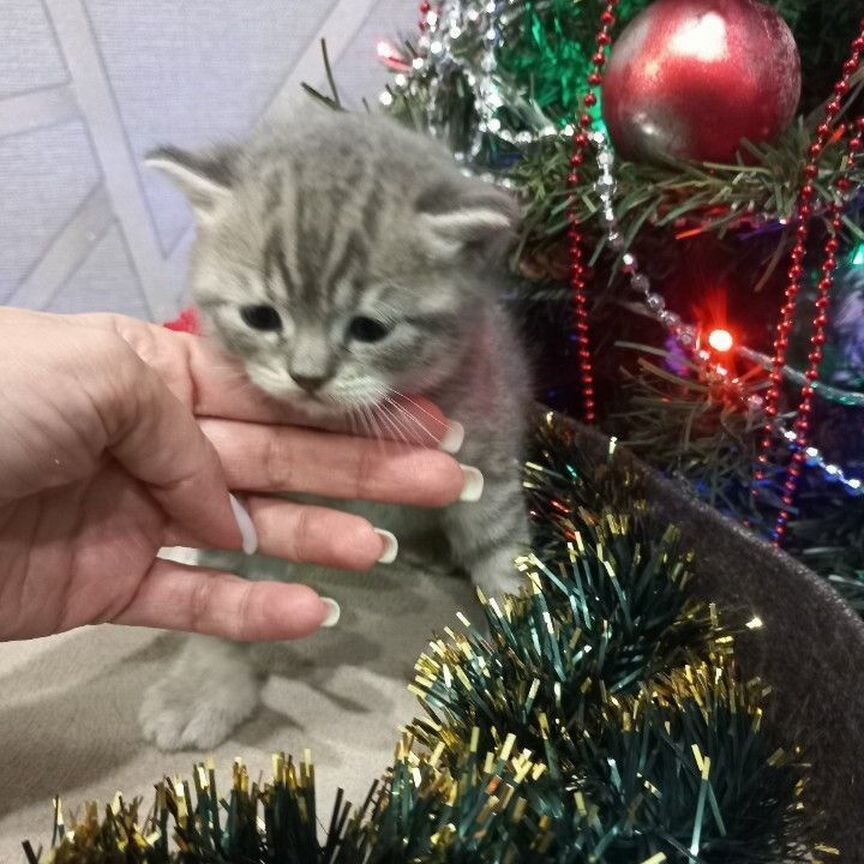 Шотландские котята