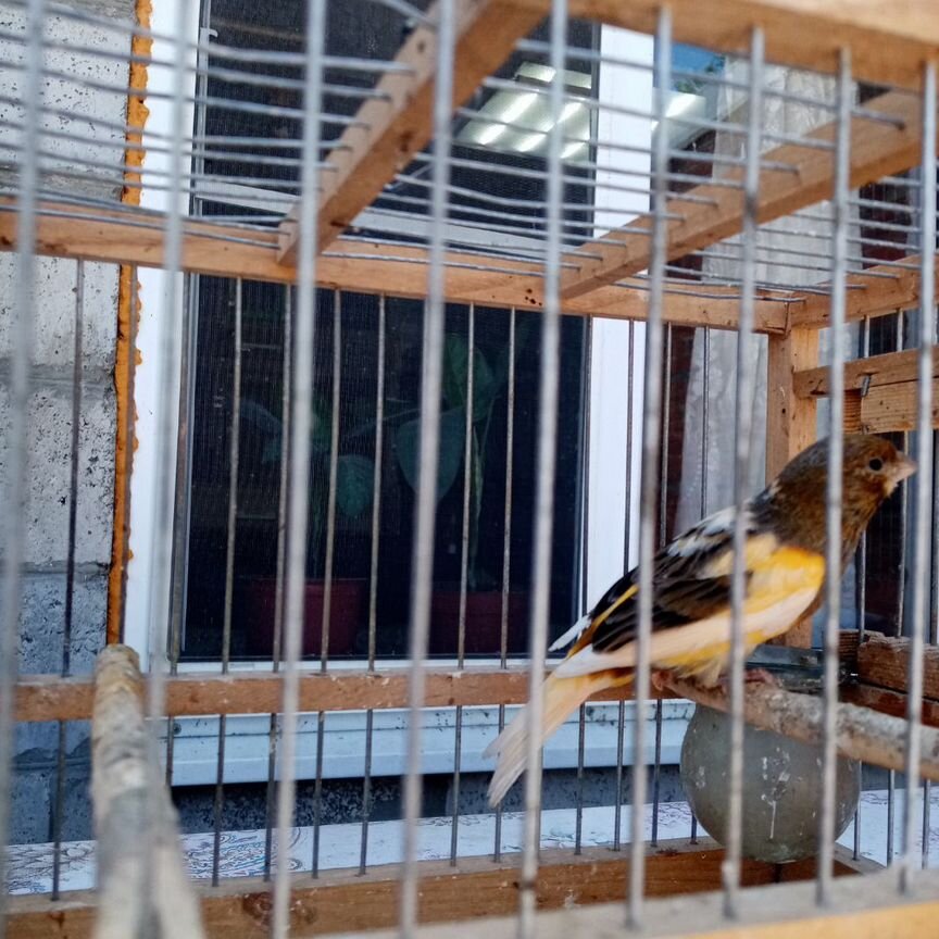 Кенара и канарейки