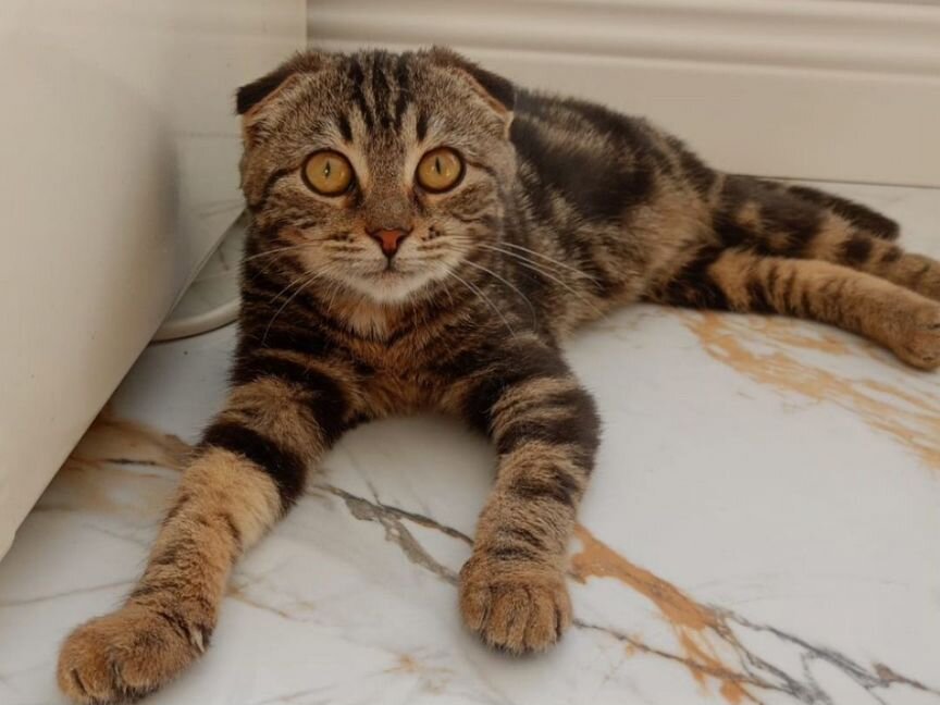 Красивый котенок девочка