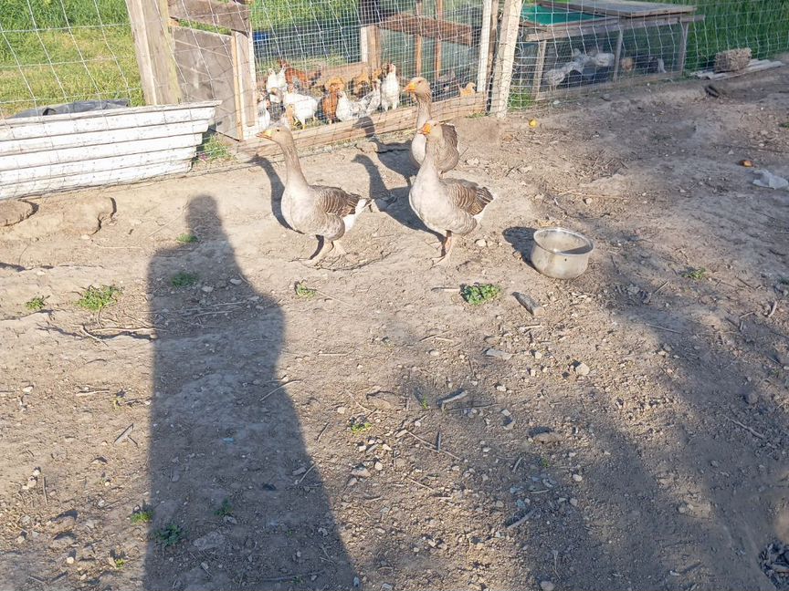 Гуси украинская серая