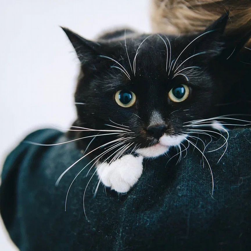 Котик Митан из приюта бесплатно