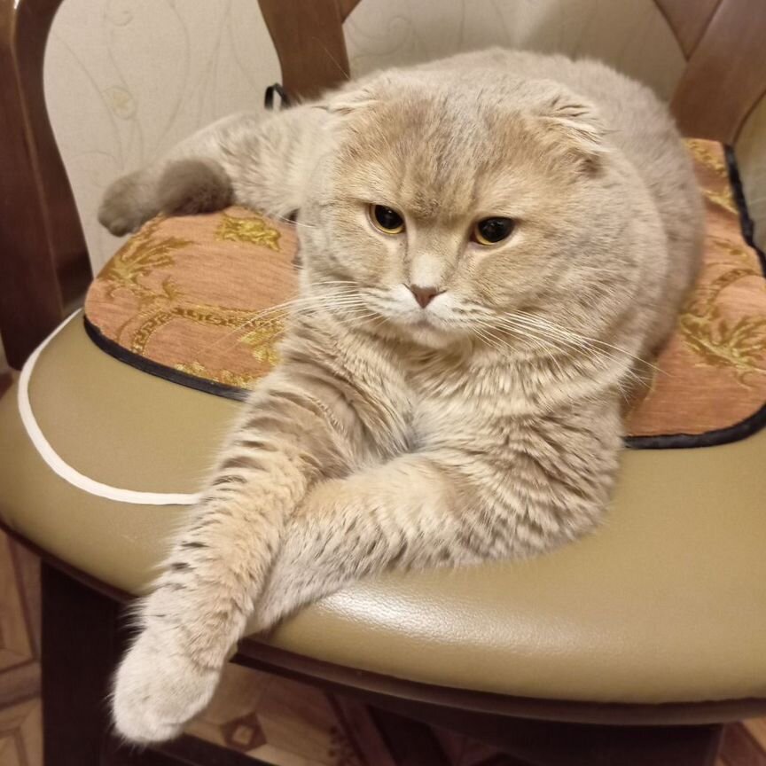 Шотландский вислоухий длинношёрстный кот, вязка