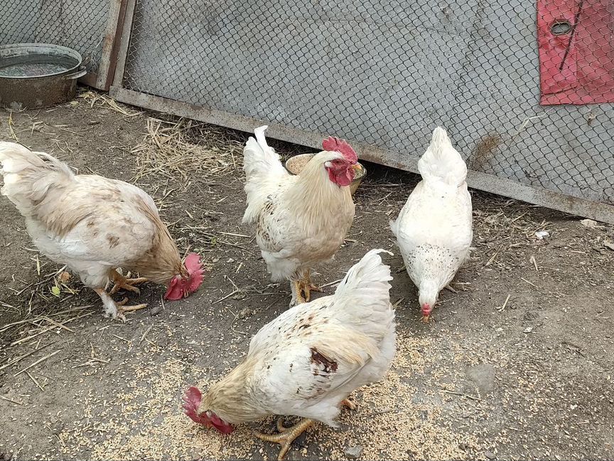 Молодые петухи, обмен на кур