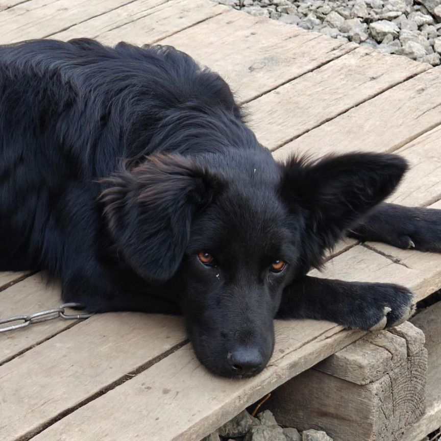 Щенок в добрые руки