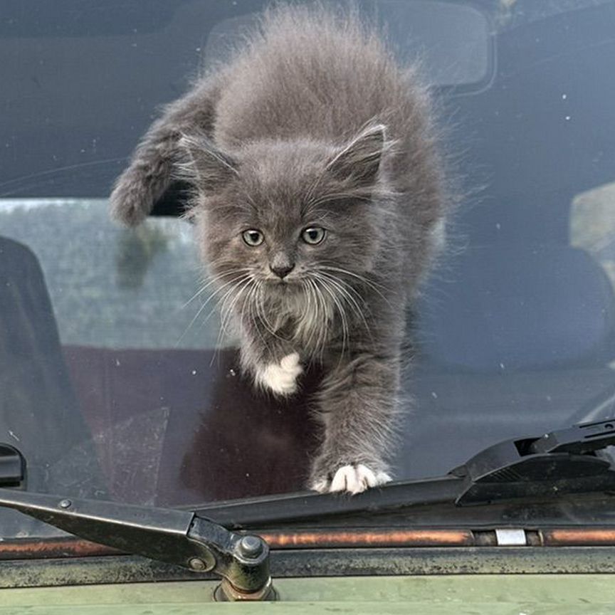 Котенок