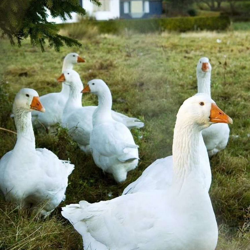 Гуси