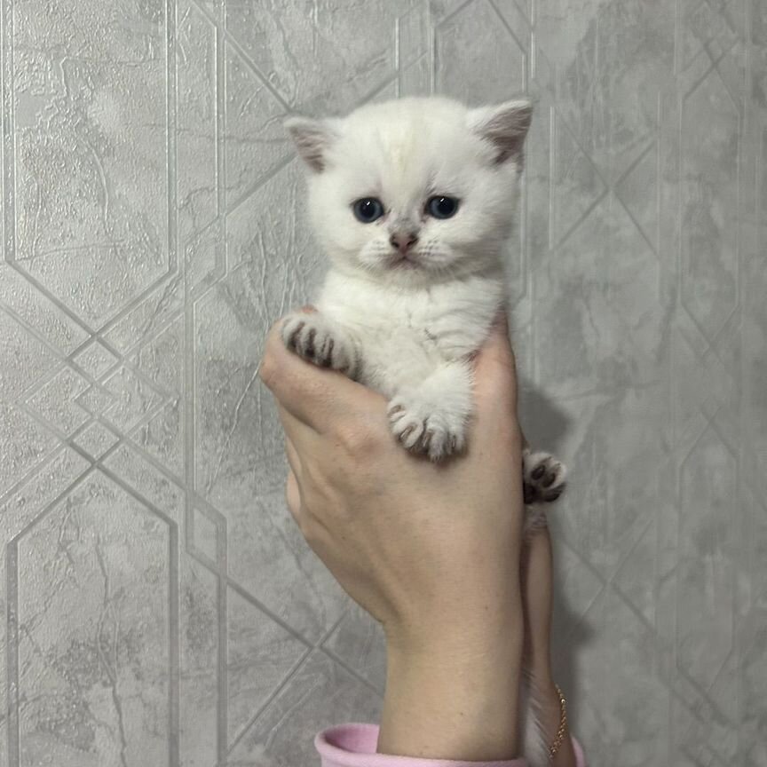 Британские белые шиншиллы