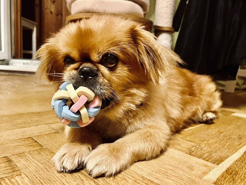 Малыш пекинес в добрые руки