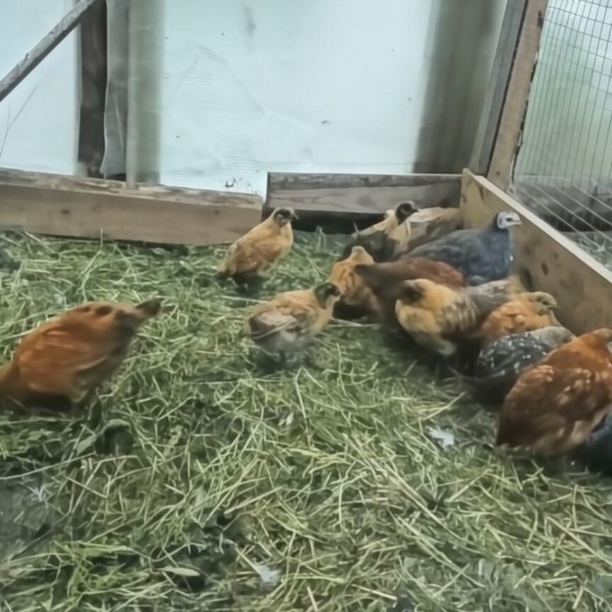Продажа цыплят полуторамесячных