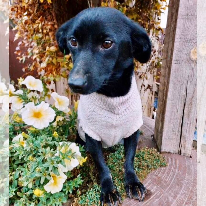 Взрослая собака в добрые руки