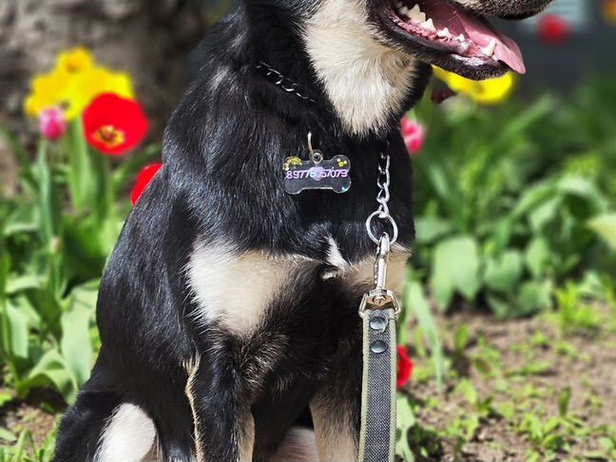 Мини овчарка в добрые руки