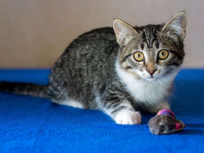 Плюшевая красотка