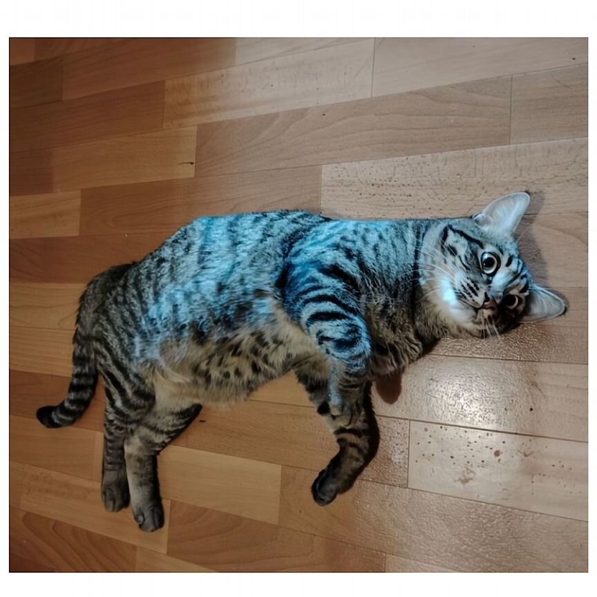 Европейский короткошёрстный котёнок