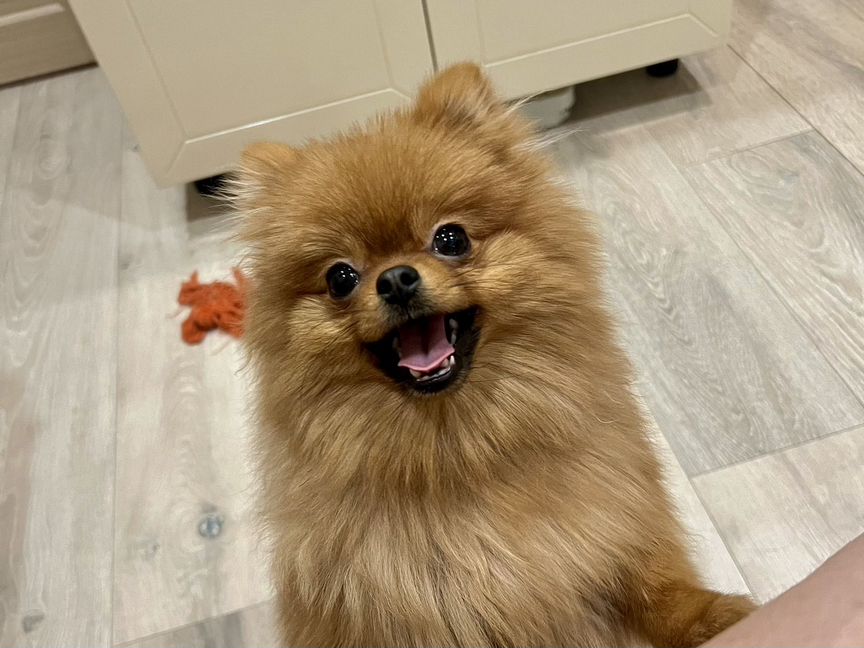 Продам шпица девочку