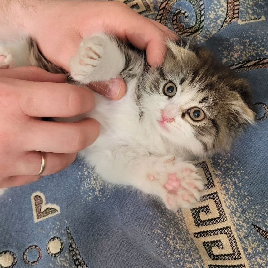 Шотландский котёнок