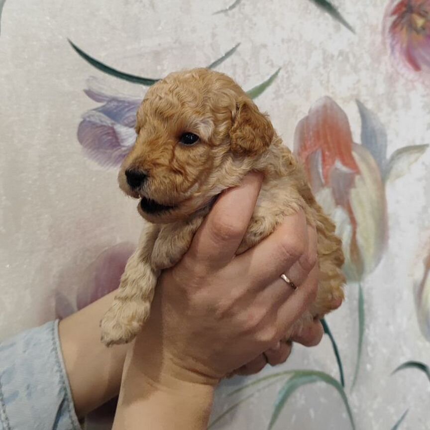 Щенки карликового пуделя