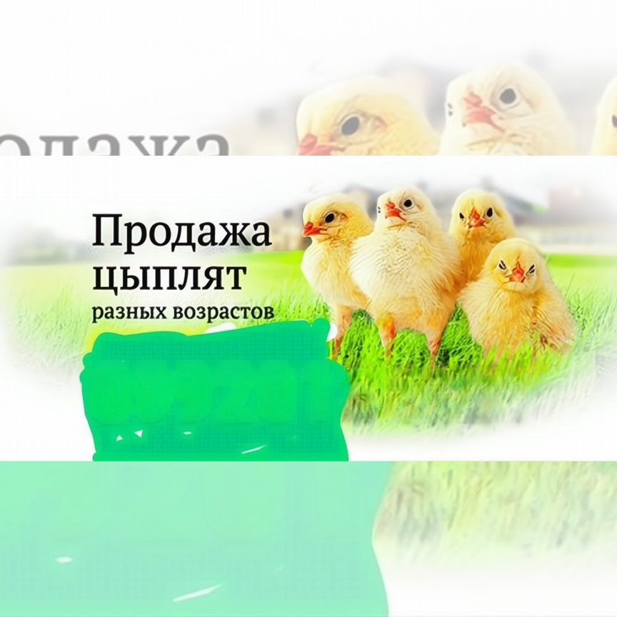 Цыплята бройлеры кобб 500 индюшата, несушки