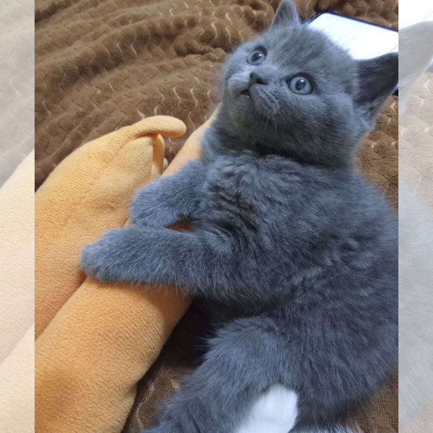 Шотландский вислоухий короткошёрстный котёнок