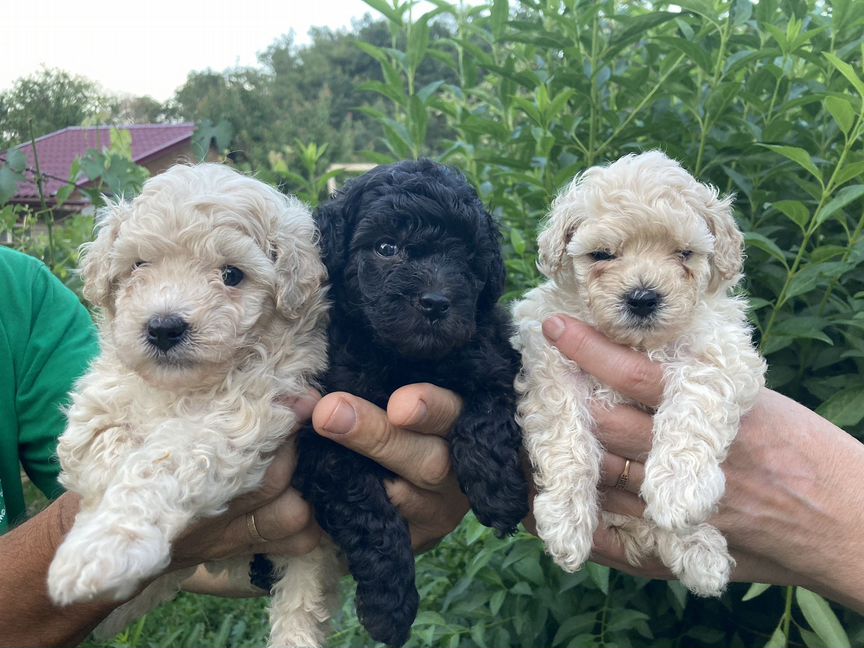 Щенки той пуделя