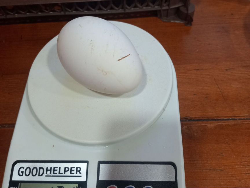 Инкубационное яйцо гусей холмогоров+линда