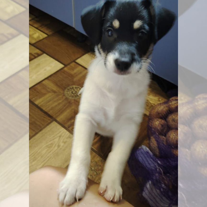 Щенки ягдтерьера